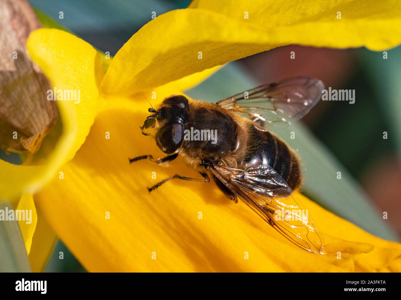 Diptera life cycle hi-res stock photography and images - Alamy