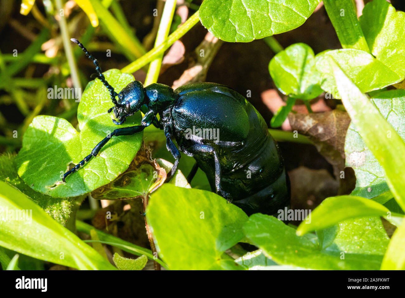 Oil beetle colour hi-res stock photography and images - Alamy