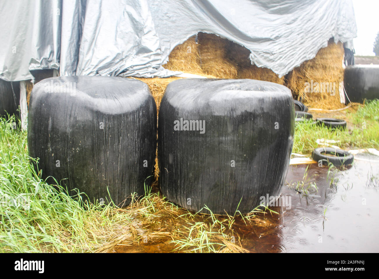 Organic farm cattle grain hi-res stock photography and images - Alamy
