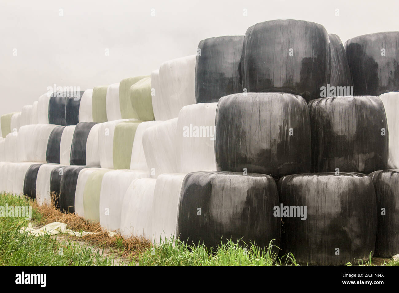 Round silo bales wrapped in a black,white and green membrane and laid ...