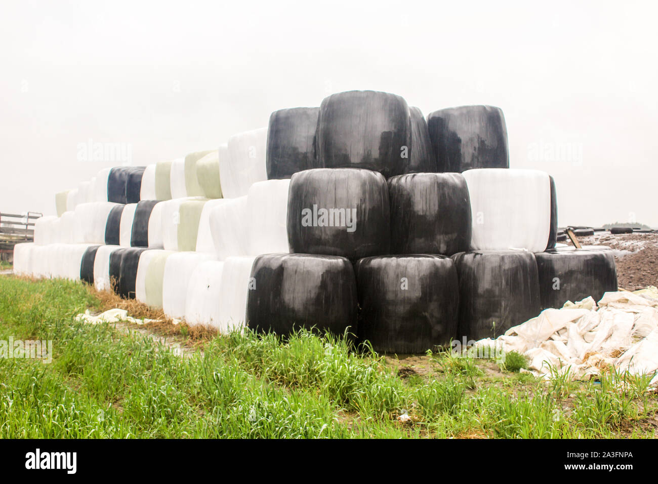 Rainy day. Round silo bales wrapped in a black, white and green ...