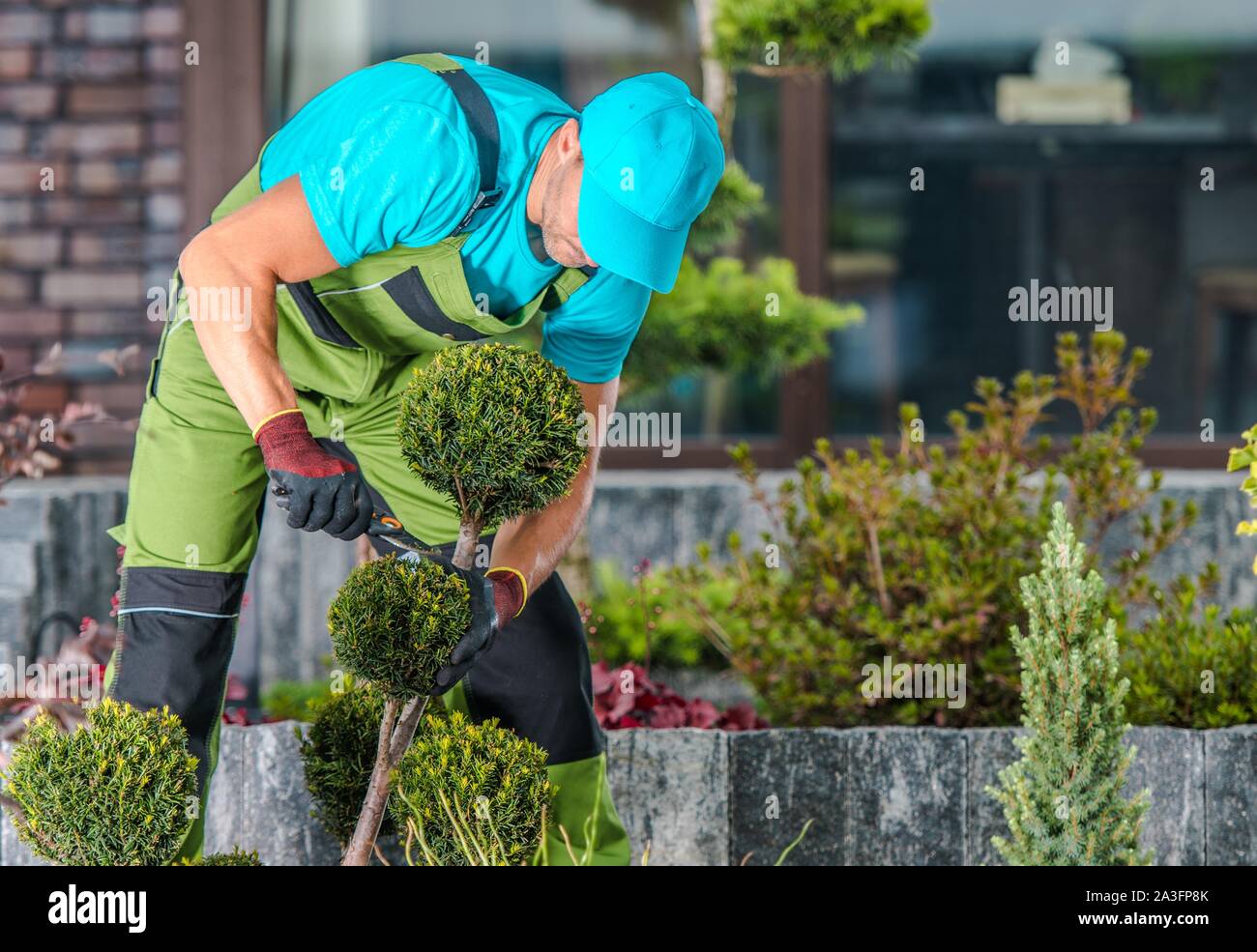 Maintaining Garden Trees Shape and Height by Professional Trimming ...
