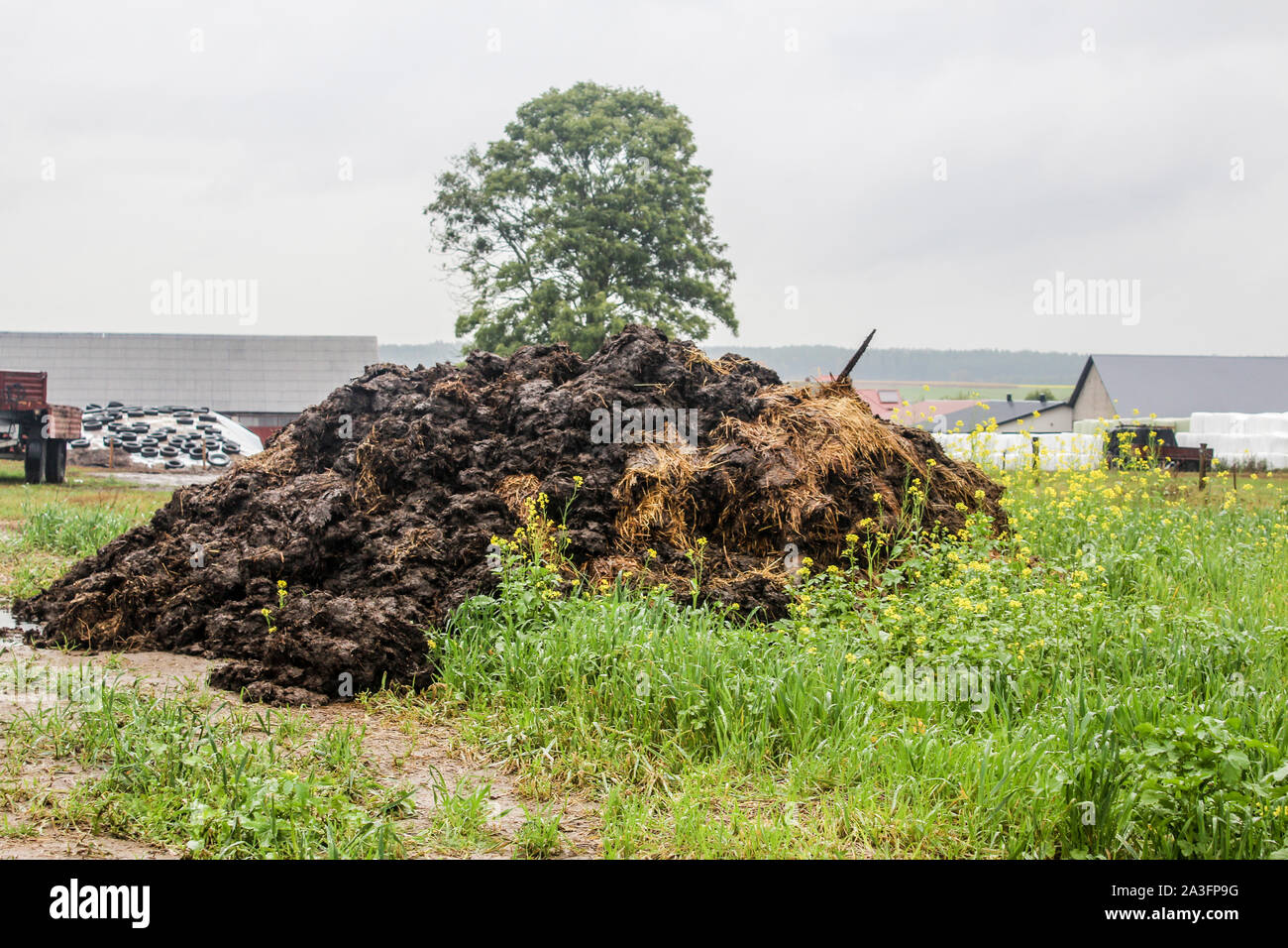 Fertilizer from cow manure and straw. A pile of manure lies on the edge ...