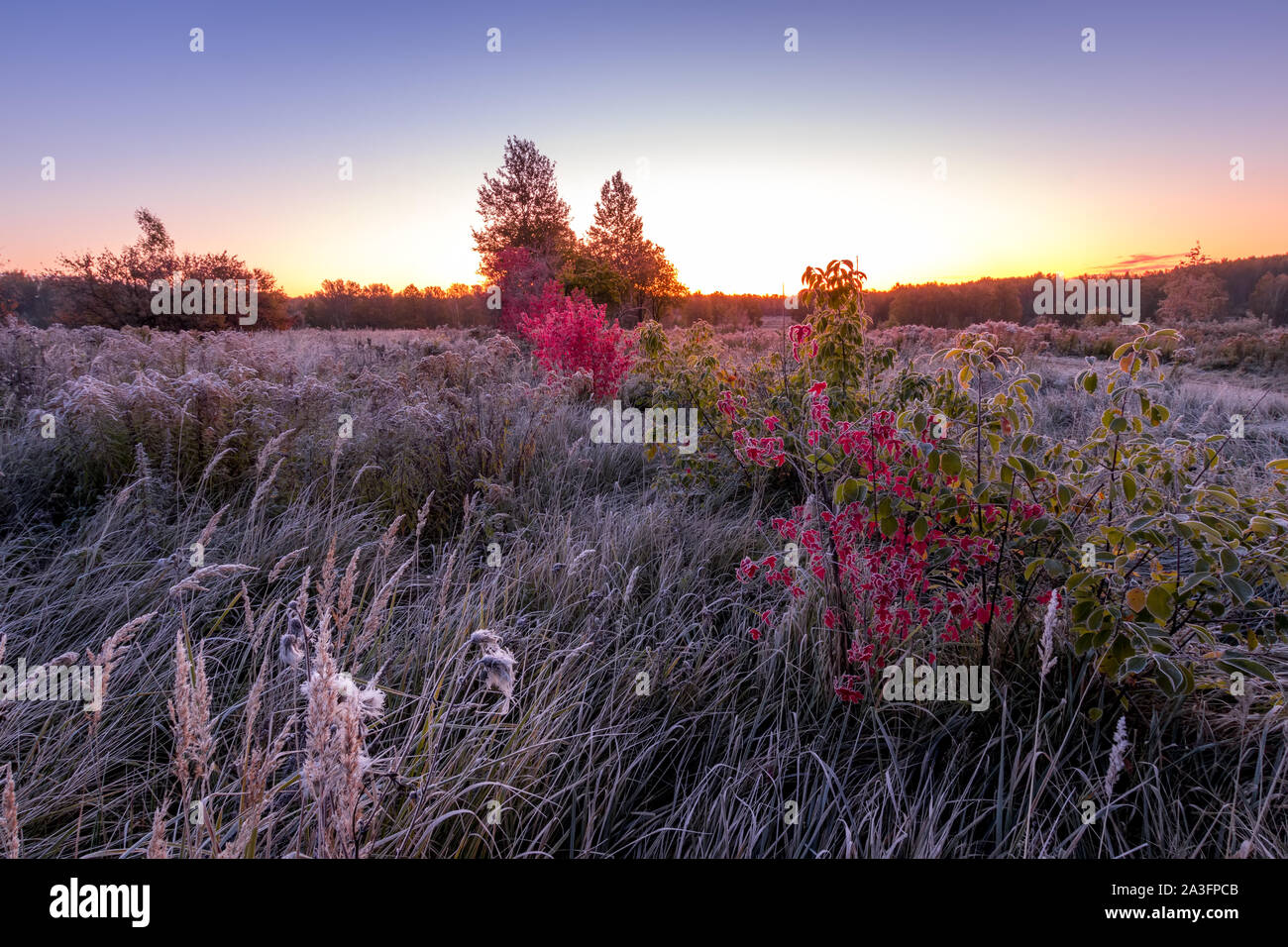 Scene of twilight on a field with grass and bush with red leaves ...