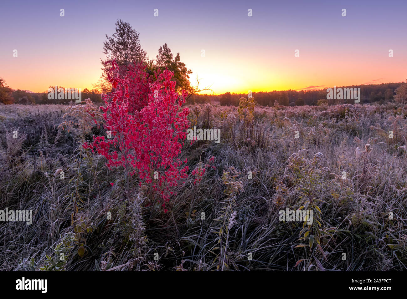 Scene of twilight on a field with grass and bush with red leaves ...