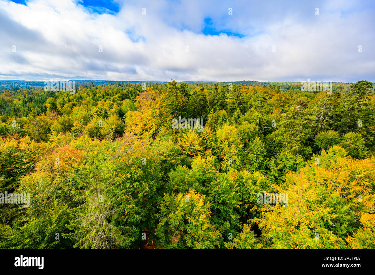 Black Forest at Bald Wildbad - beautiful colors of trees in forest in ...
