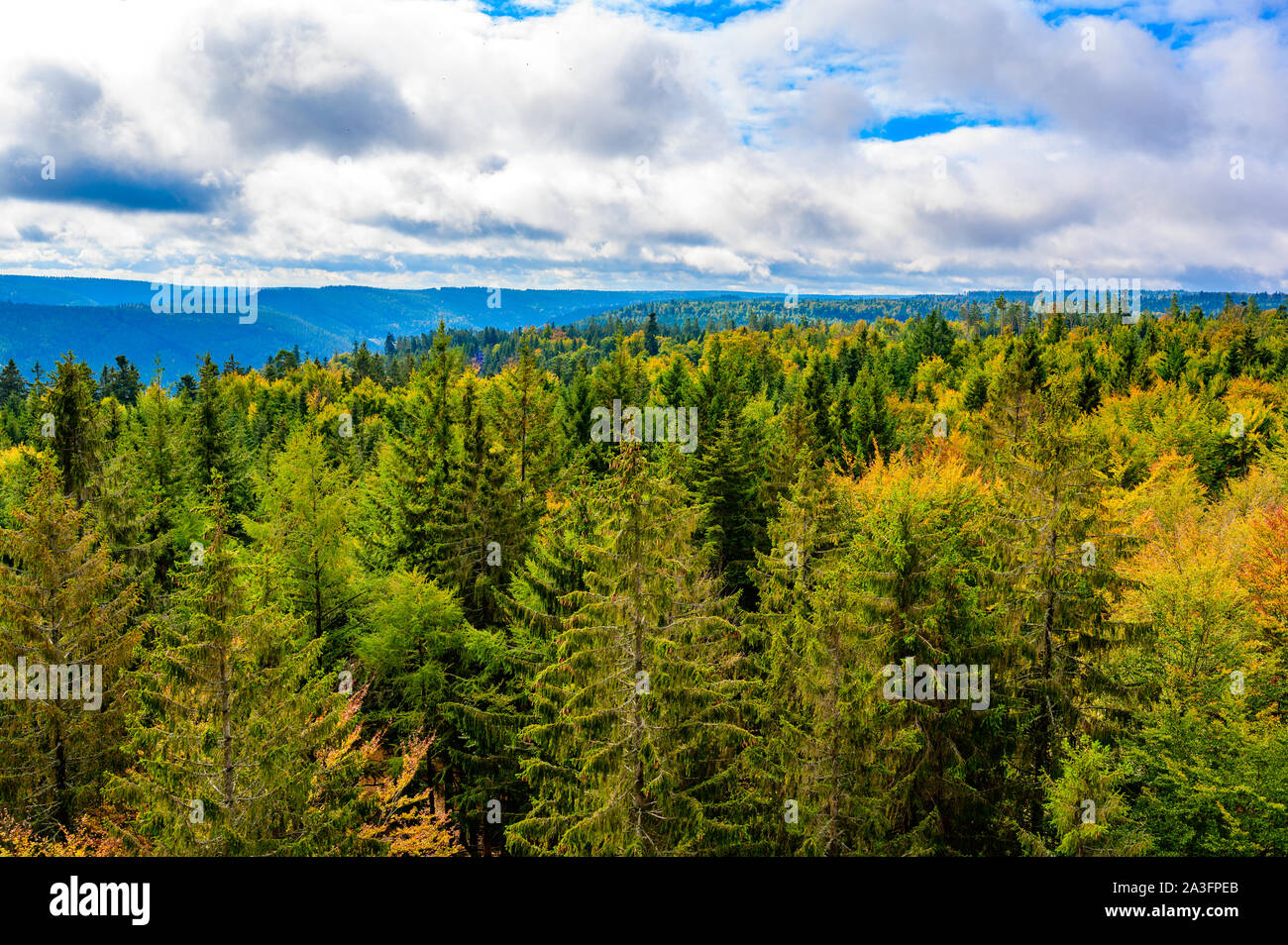 Black Forest at Bald Wildbad - beautiful colors of trees in forest in ...
