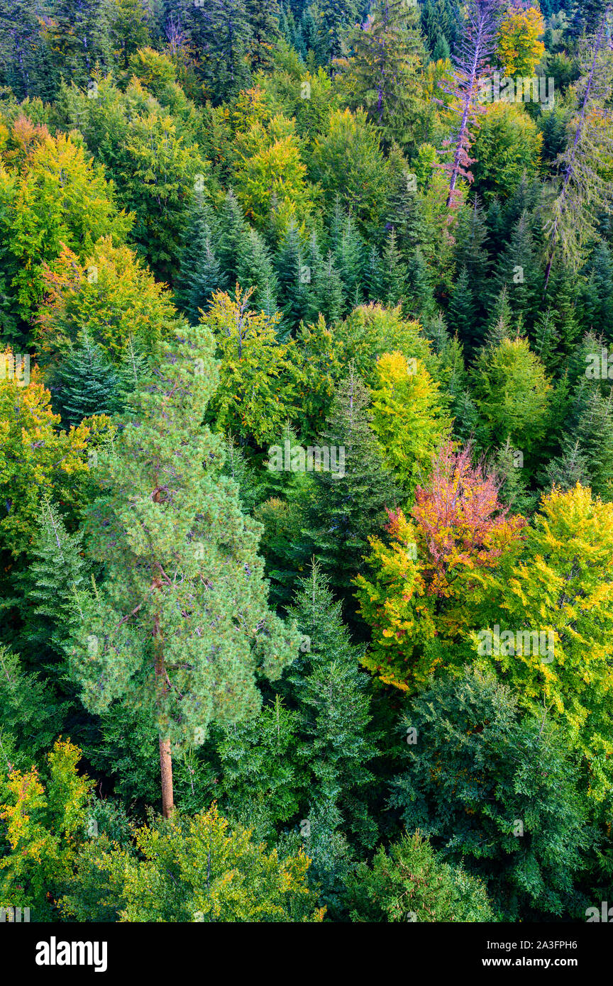 Black Forest at Bald Wildbad - beautiful colors of trees in forest in ...