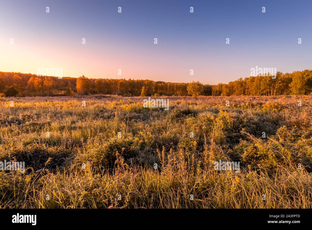 Scene of sunrise on a field with grass covered with frost in early ...