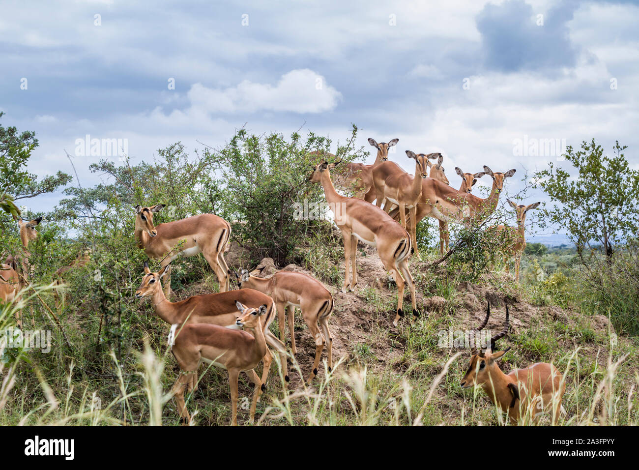 Common impalas hi-res stock photography and images - Alamy