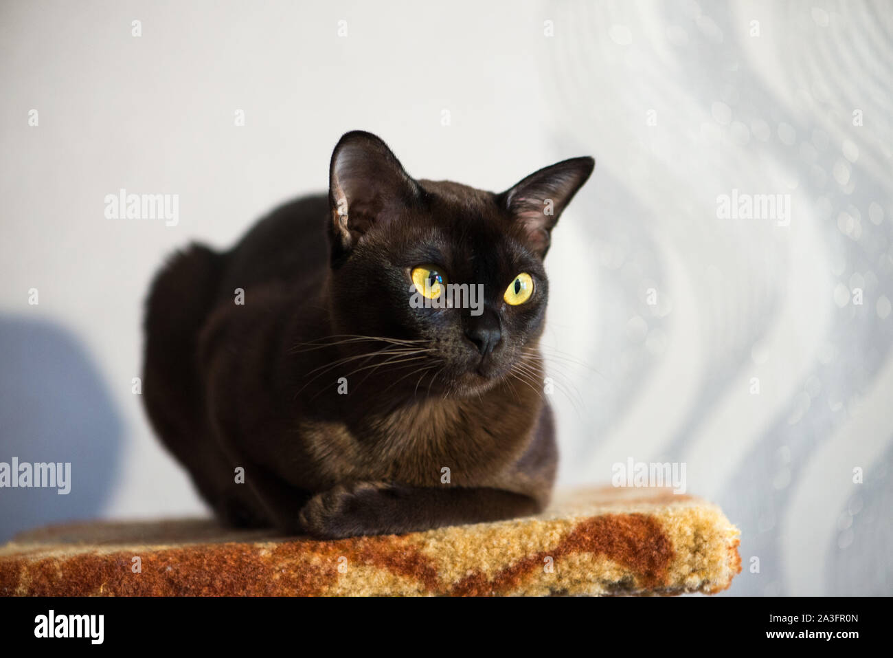 Brown Burmese Cat with Chocolate fur color and yellow eyes, Curious ...