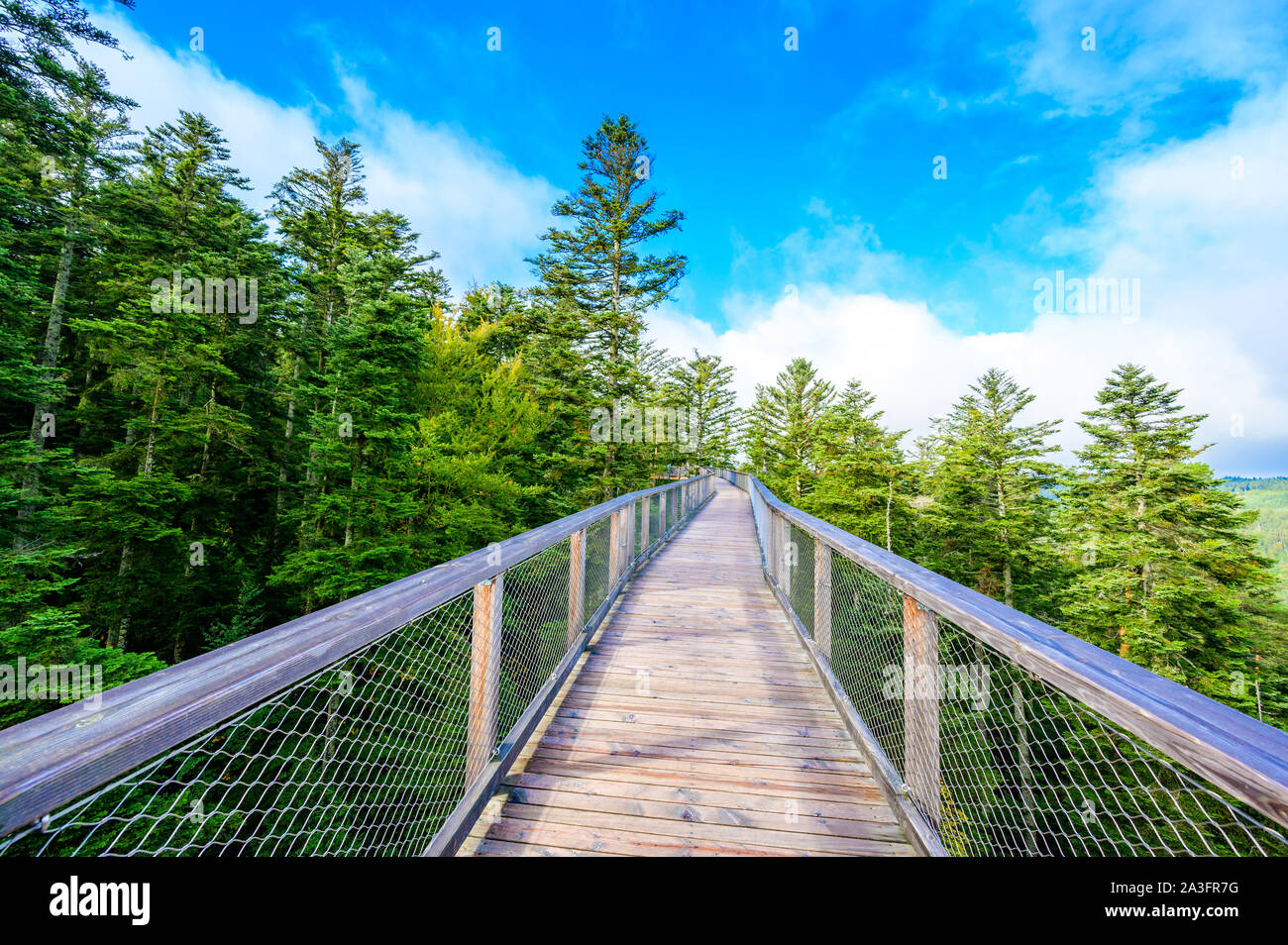 Treetop walk in Black Forest with 40m high Lookout tower located at ...