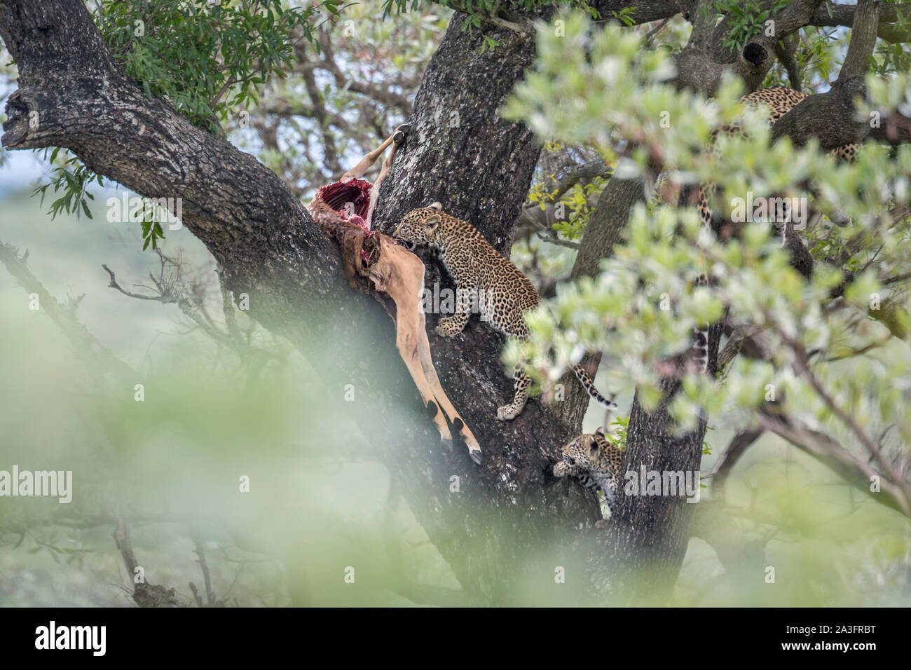 Young Leopard eating impala prey in a tree in Kruger National park ...