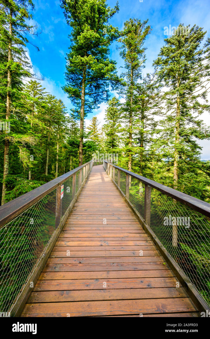 Treetop walk in Black Forest with 40m high Lookout tower located at ...
