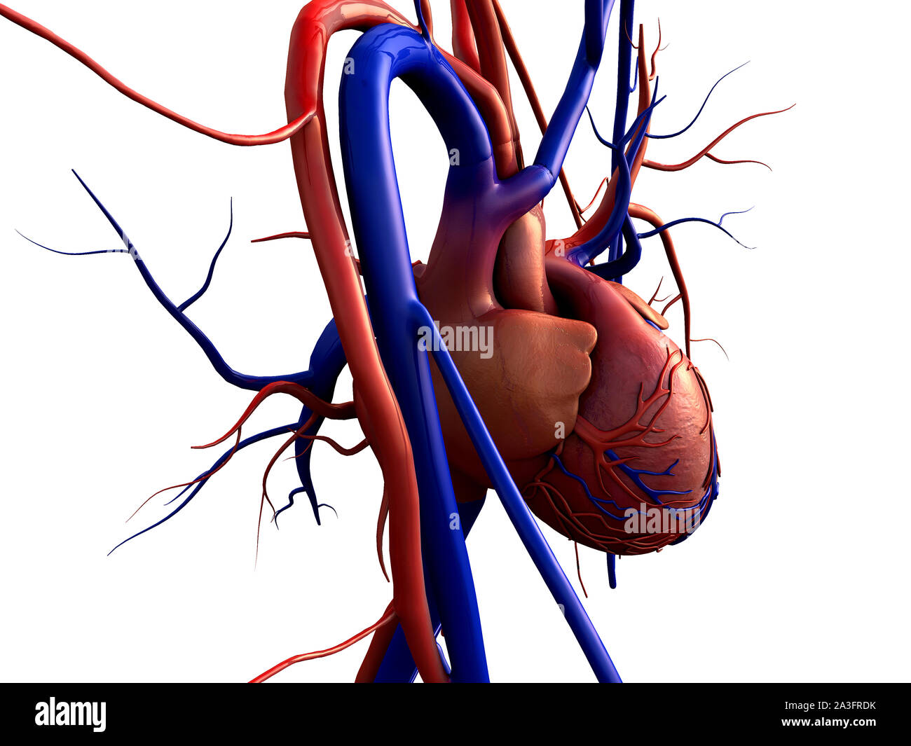 Cardiac notch hi-res stock photography and images - Alamy