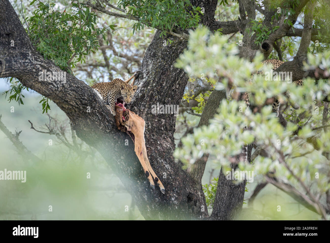 Young Leopard eating impala prey in a tree in Kruger National park ...