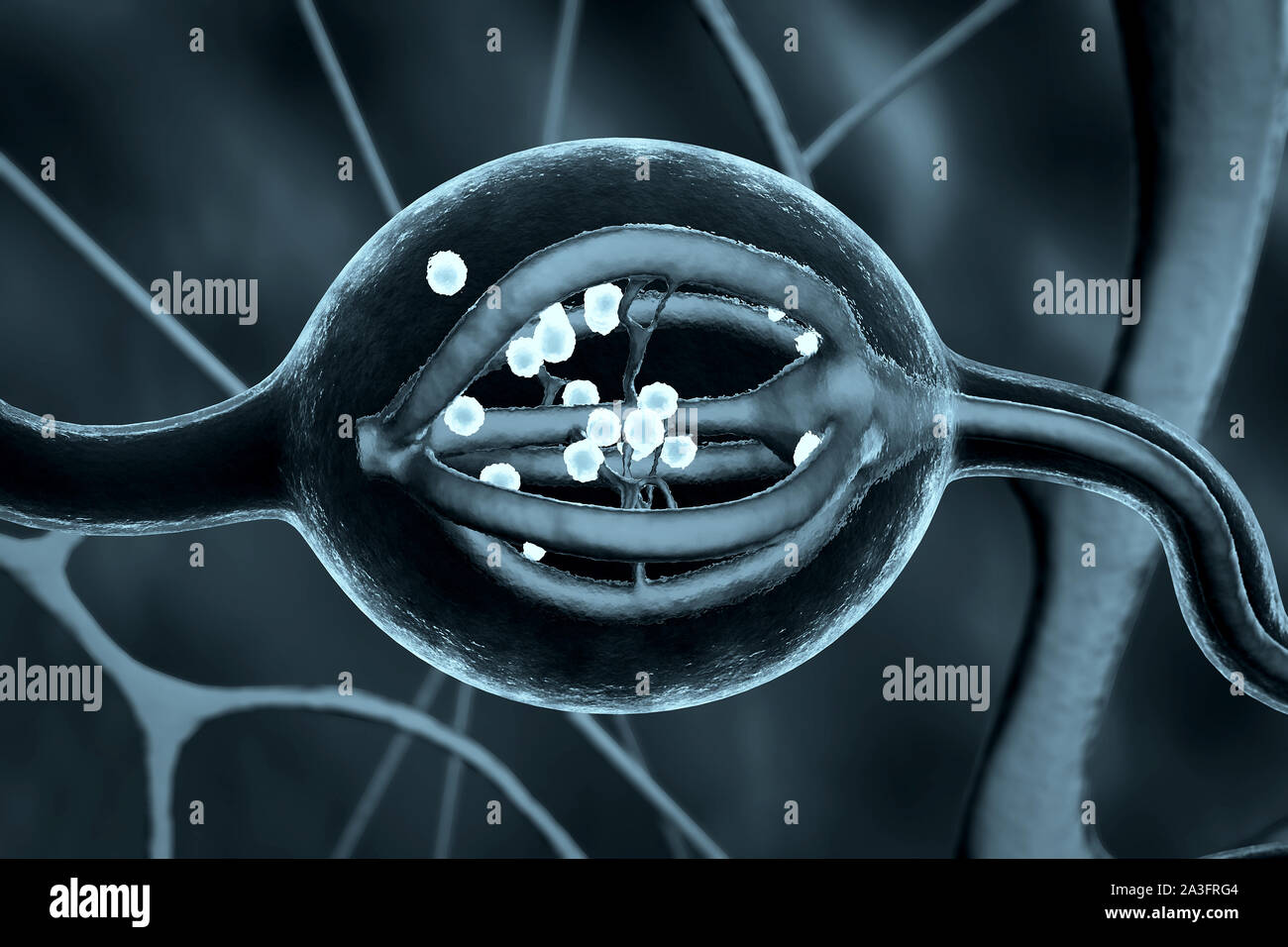 Neurons and neural system, Active nerve cell in human neural system ...