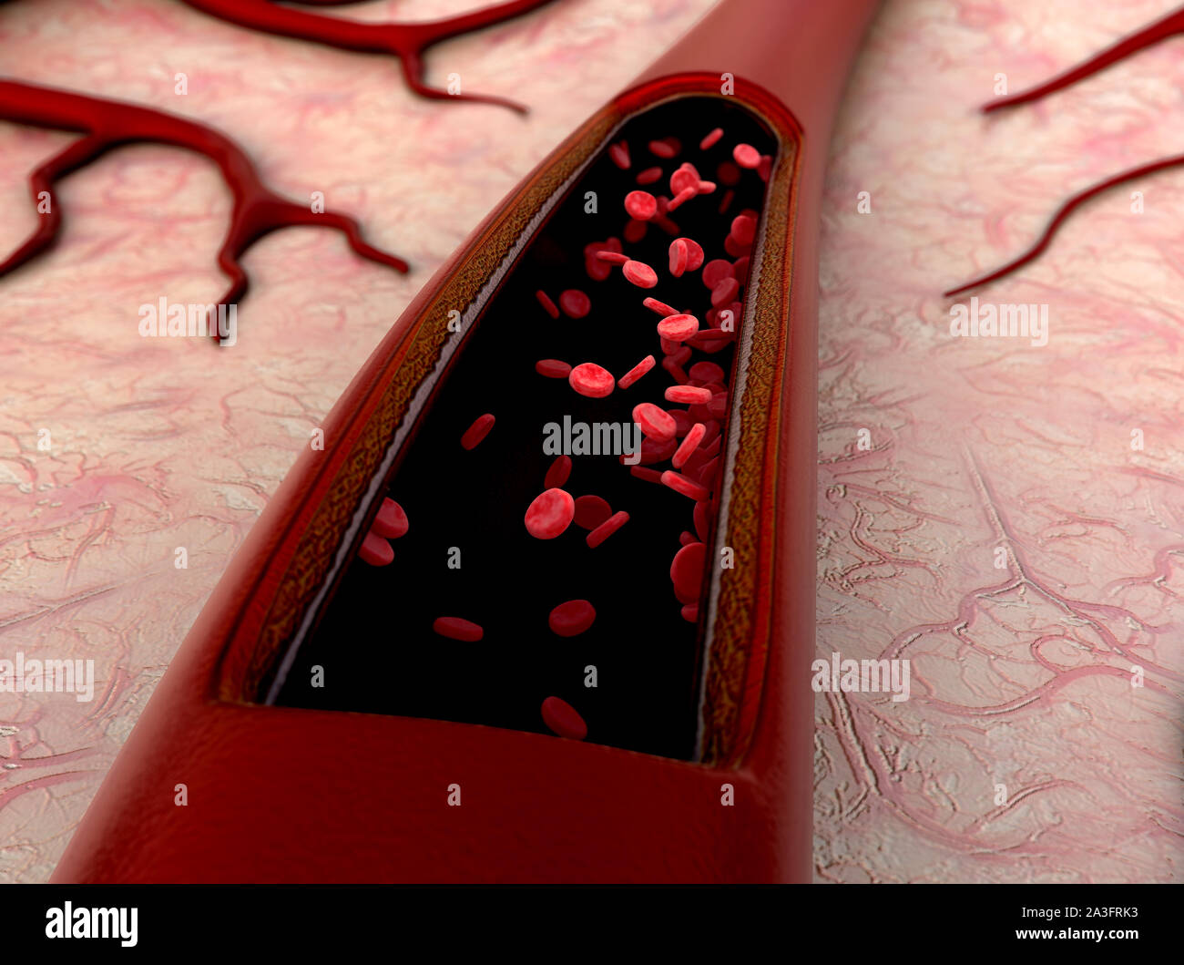 blood vessels, erythrocyte, artery, artery shown with a cut out section ...