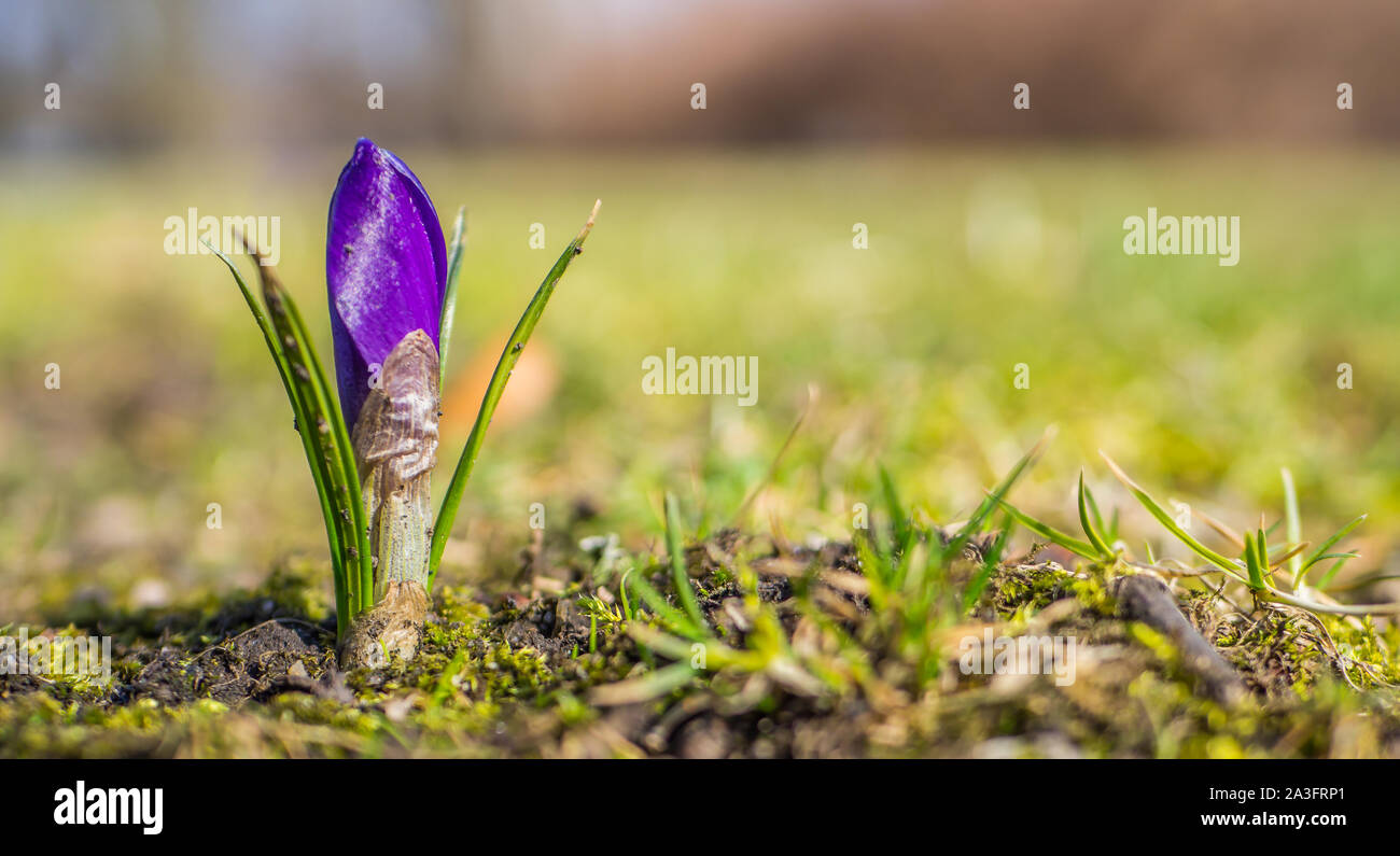 Scion plant hi-res stock photography and images - Alamy