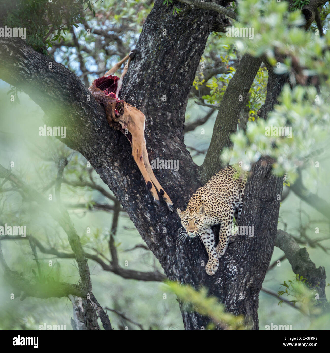 Femelle hi-res stock photography and images - Alamy