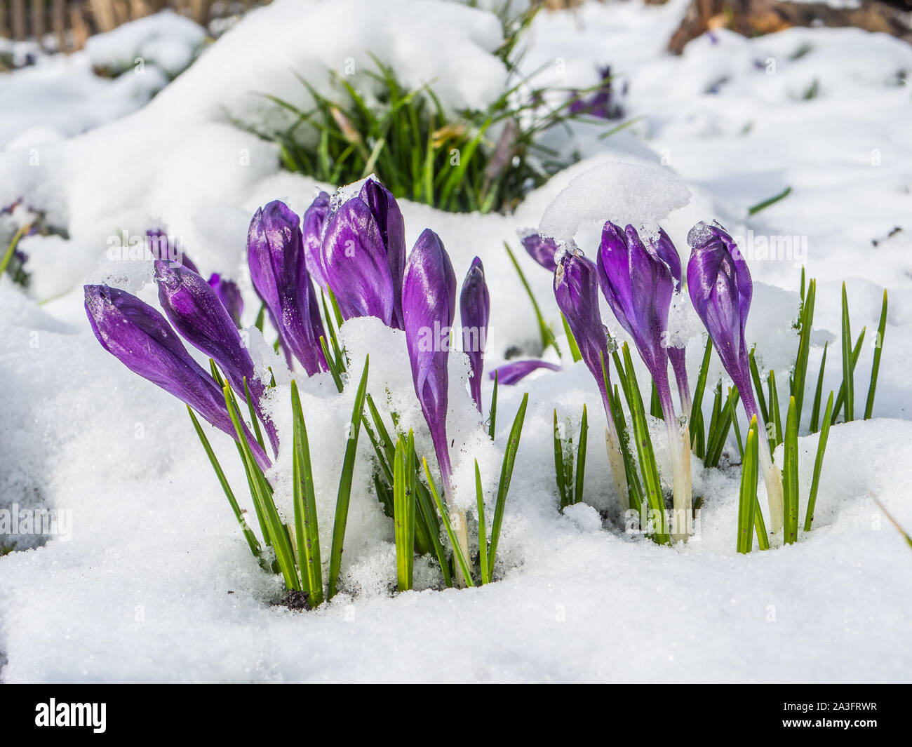 Early sprouting crocus hi-res stock photography and images - Alamy