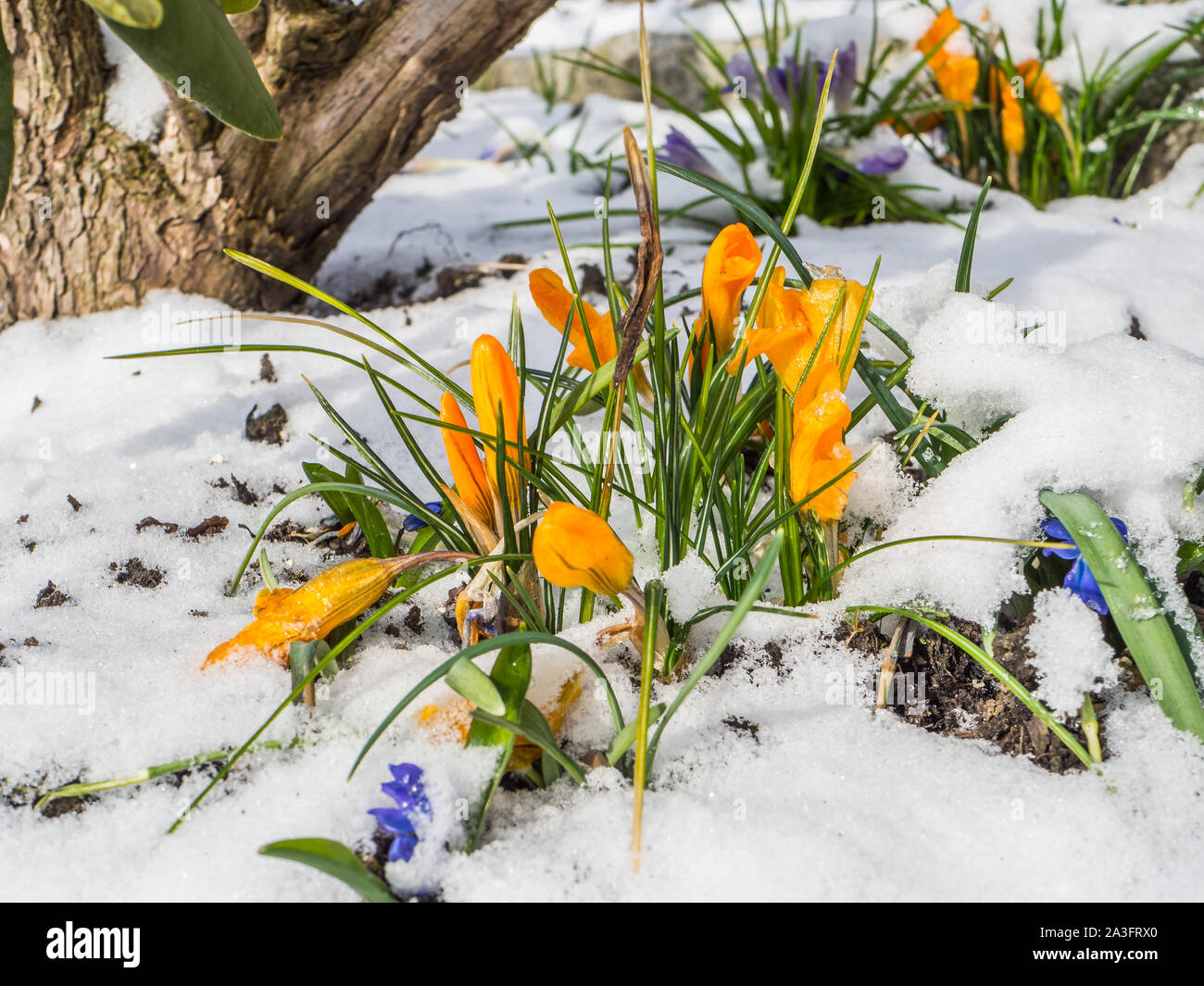 Orange crocuses with snow Stock Photo - Alamy