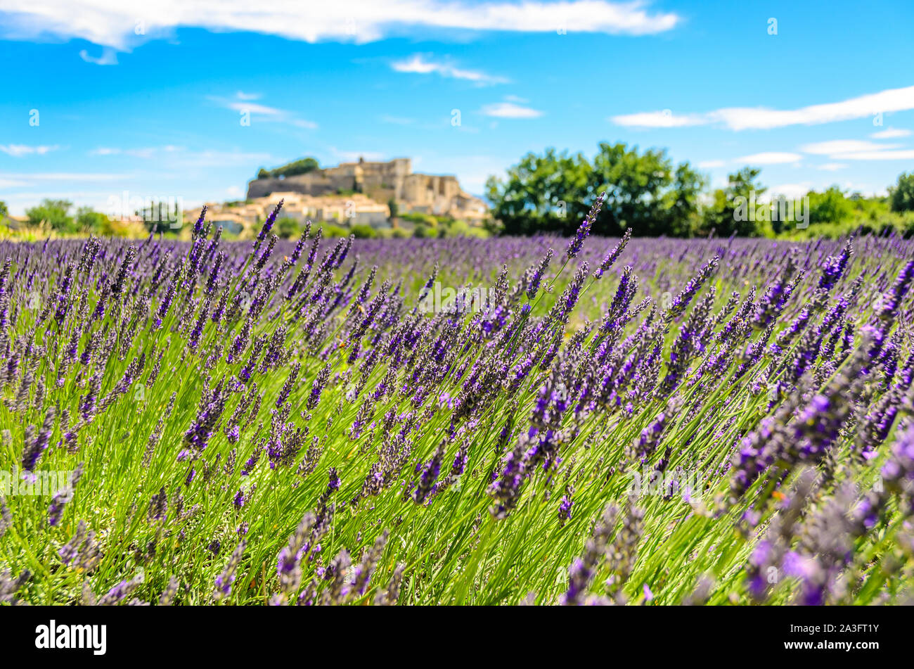 Village flora hi-res stock photography and images - Alamy