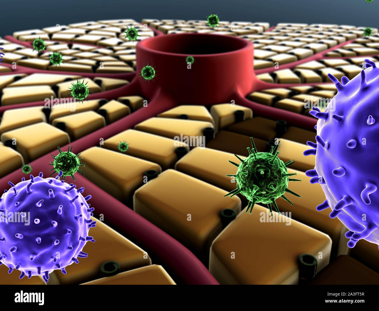 virus atack the cells, virus attack the liver cells, liver structure ...
