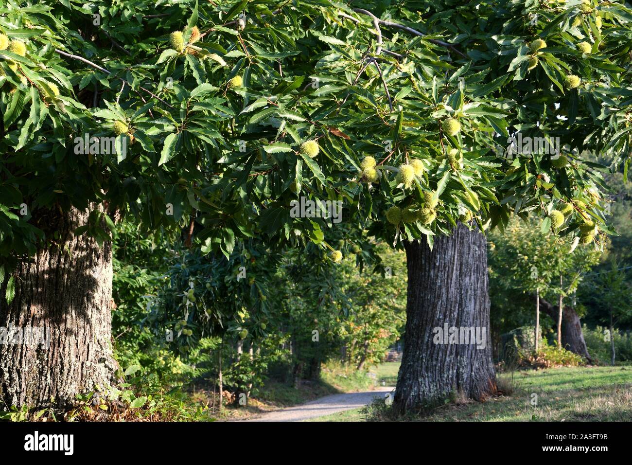 Sweet chestnut castanea sativa italy hi-res stock photography and ...