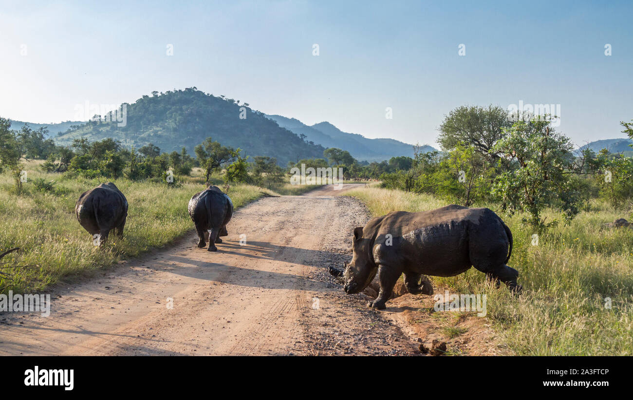 Three Southern white rhinoceros in scenery safari road in Kruger ...