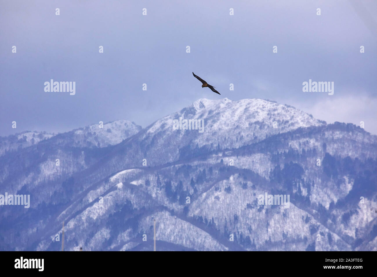 Japan Sado Eagle in the sky with mountain in the background 4-1-2018 ...