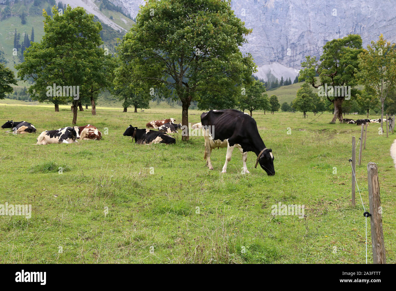 Cows on mountain meadows in the Austrian Alps Stock Photo - Alamy