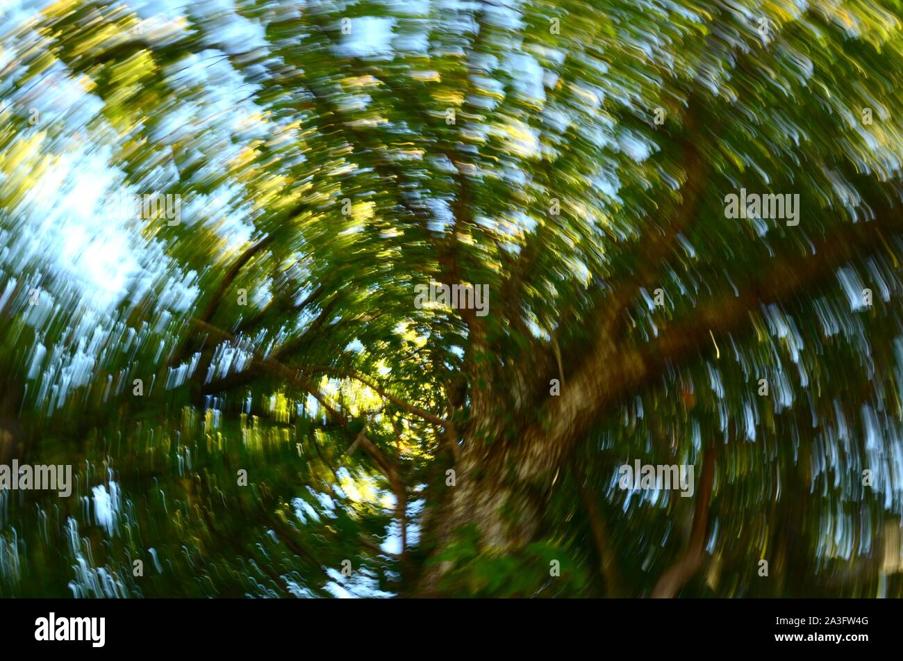 spinning effect in the forest. abstract background Stock Photo - Alamy