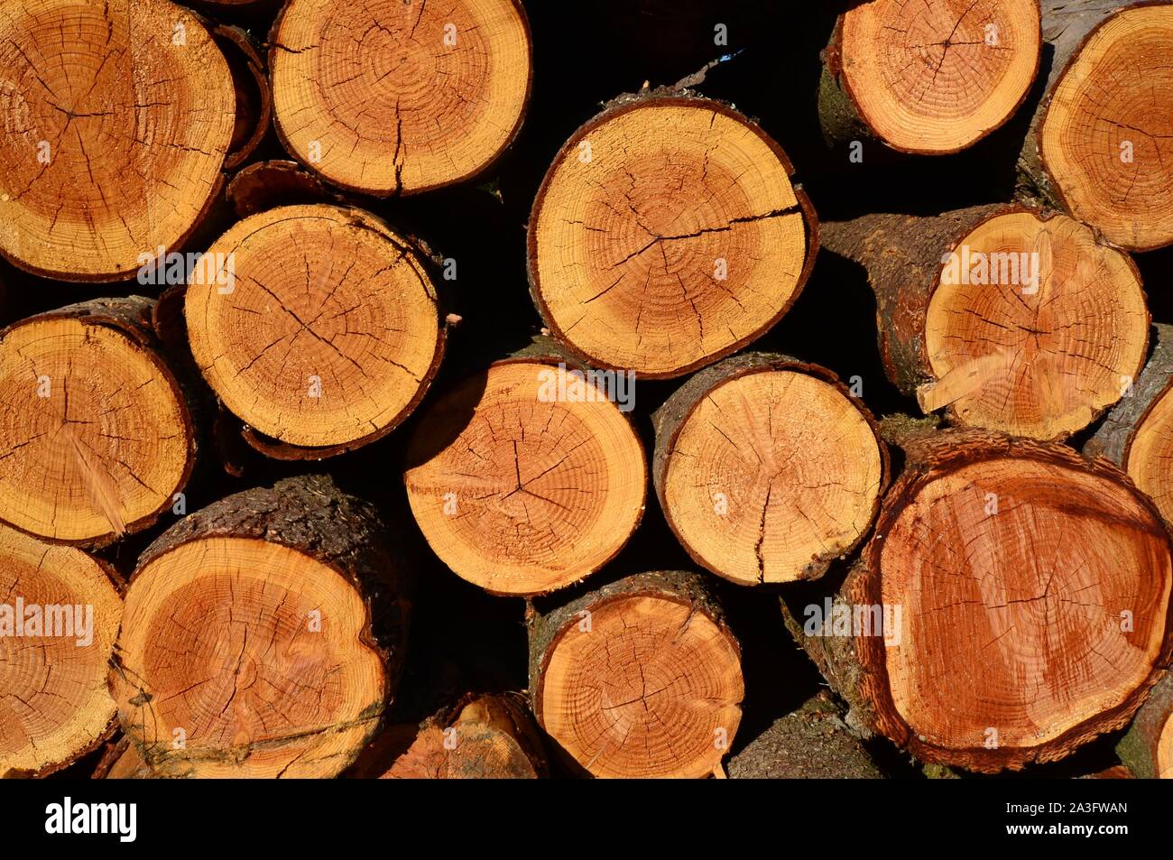 pile of cutted trunks Stock Photo - Alamy