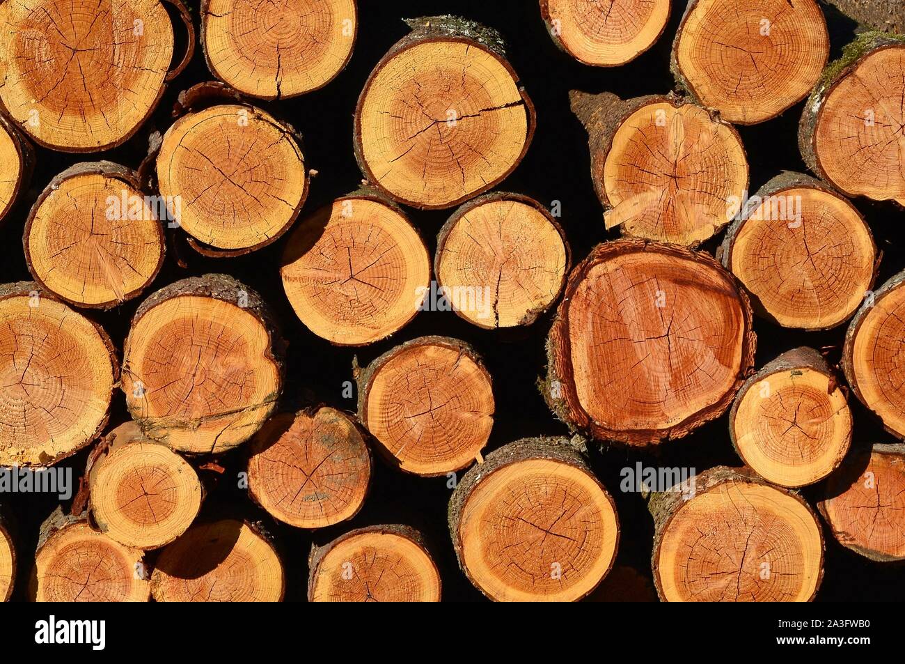 pile of cutted trunks Stock Photo - Alamy
