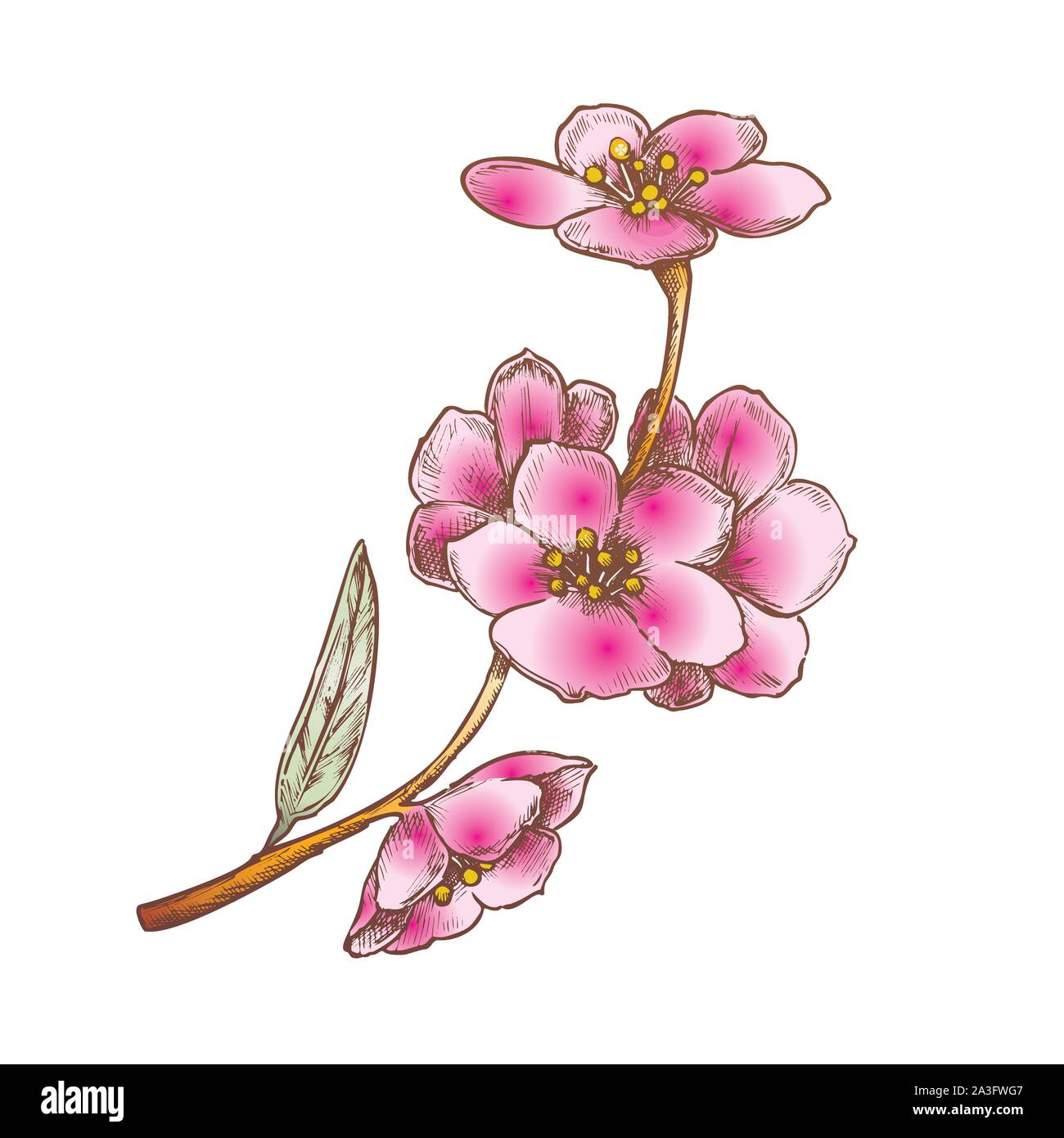 Chinese Flower Drawing
