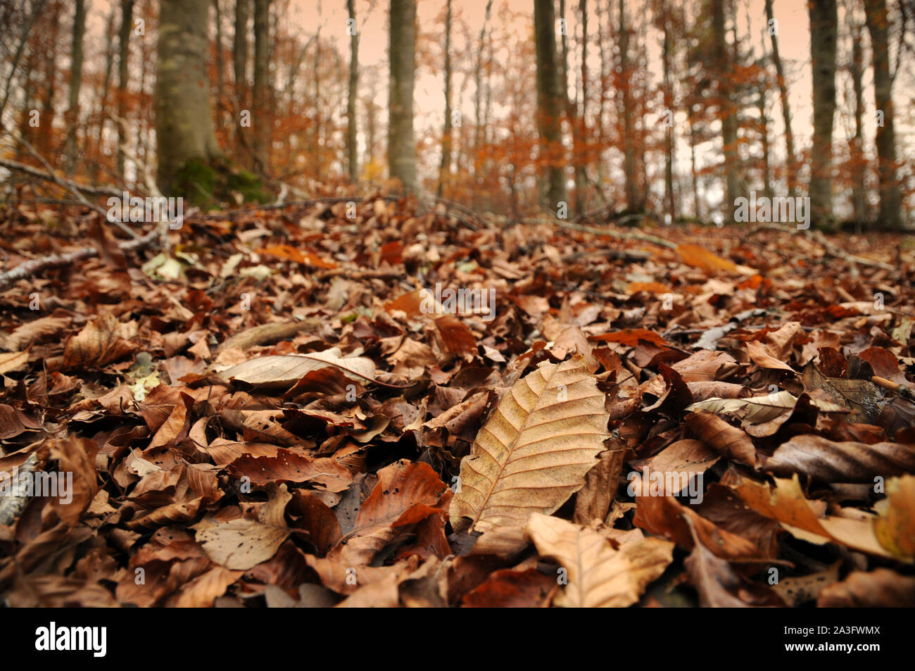 Red Beech Tree High Resolution Stock Photography and Images - Alamy
