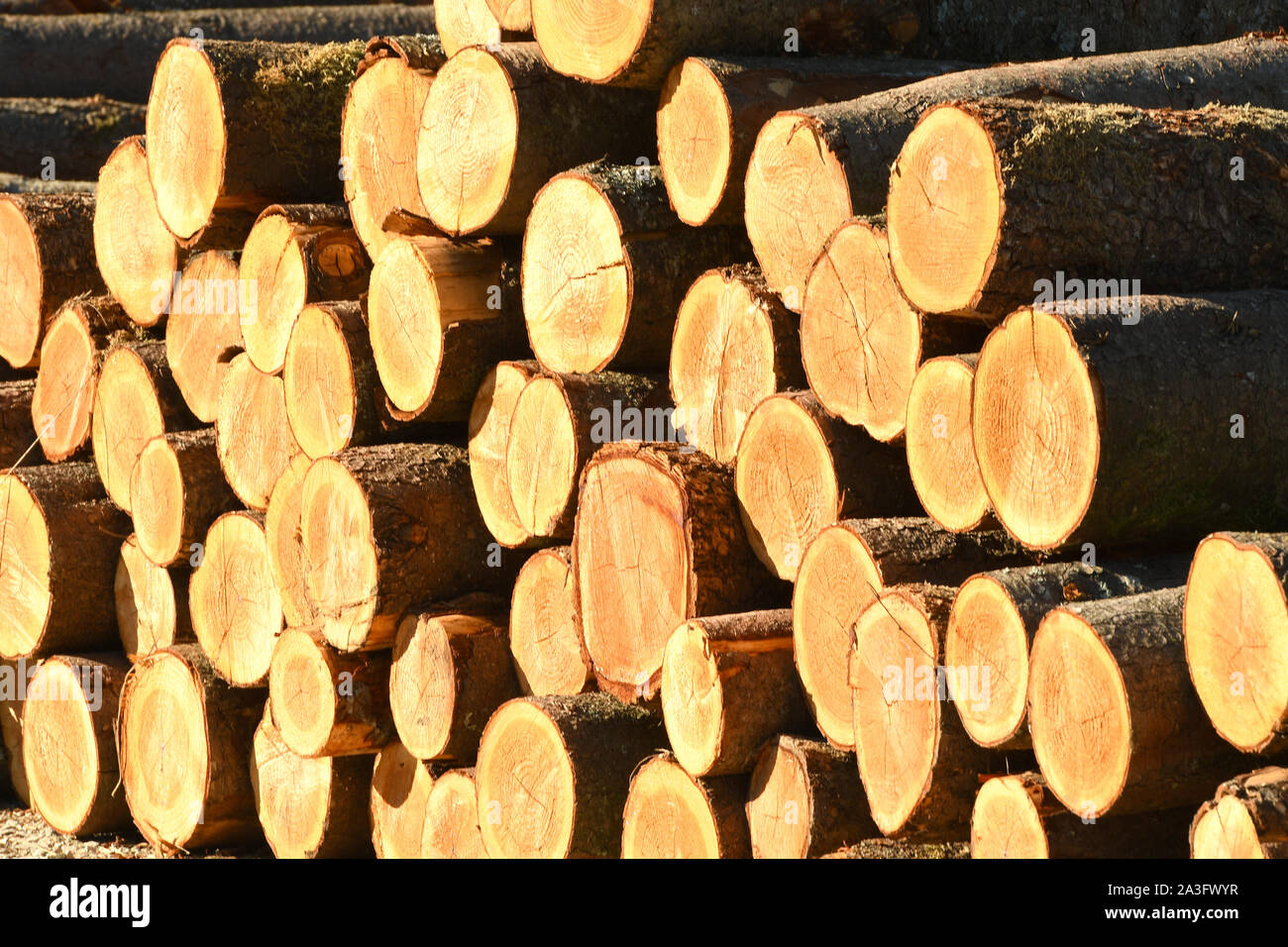 pile of cutted trunks Stock Photo - Alamy