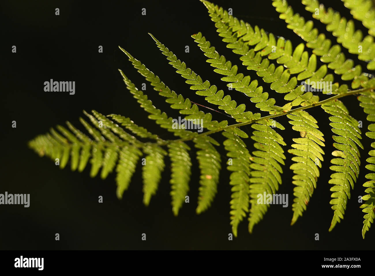 Ferns natural symmetry hi-res stock photography and images - Alamy