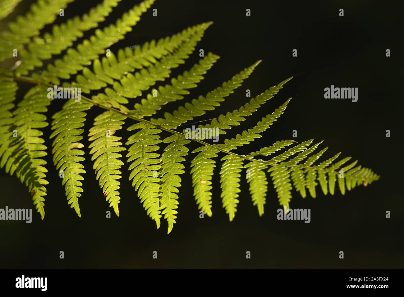 Ferns natural symmetry hi-res stock photography and images - Alamy