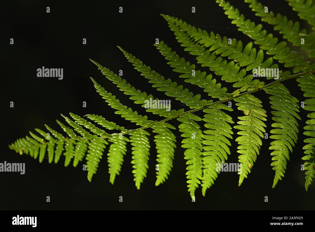 Ferns natural symmetry hi-res stock photography and images - Alamy