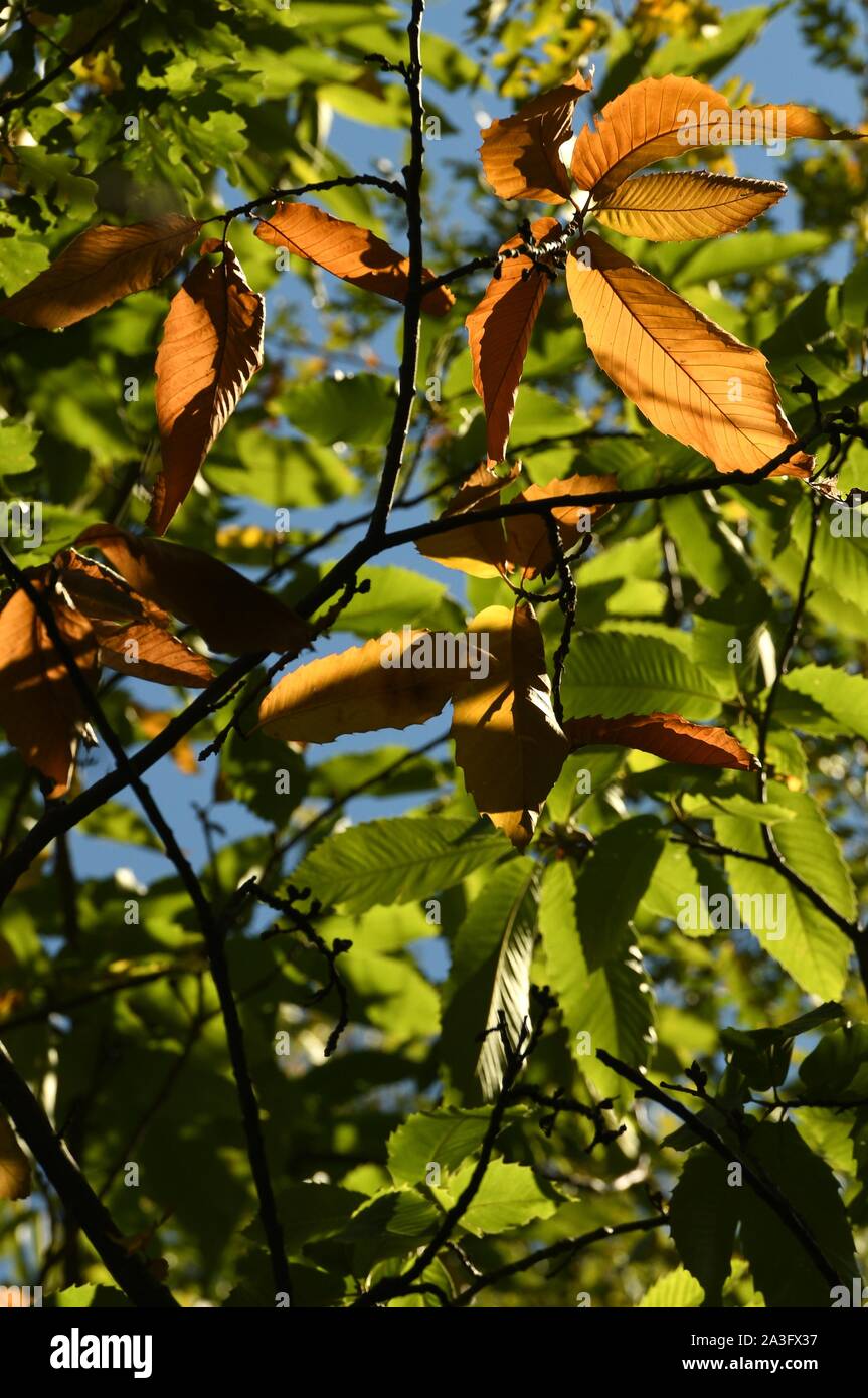 Tuscan forest tranquility hi-res stock photography and images - Alamy