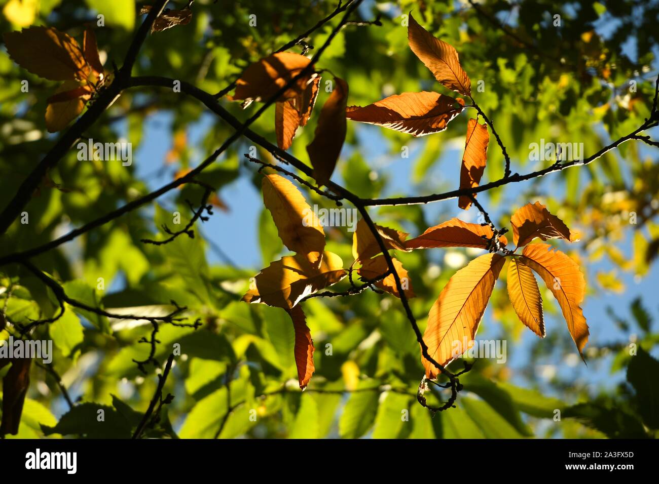 Tuscan forest tranquility hi-res stock photography and images - Alamy