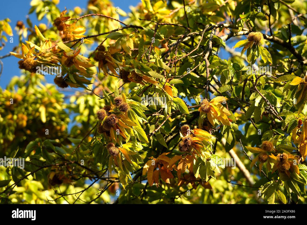 curly and chestnut fruits in a forest on the Tuscan mountains. Italy ...