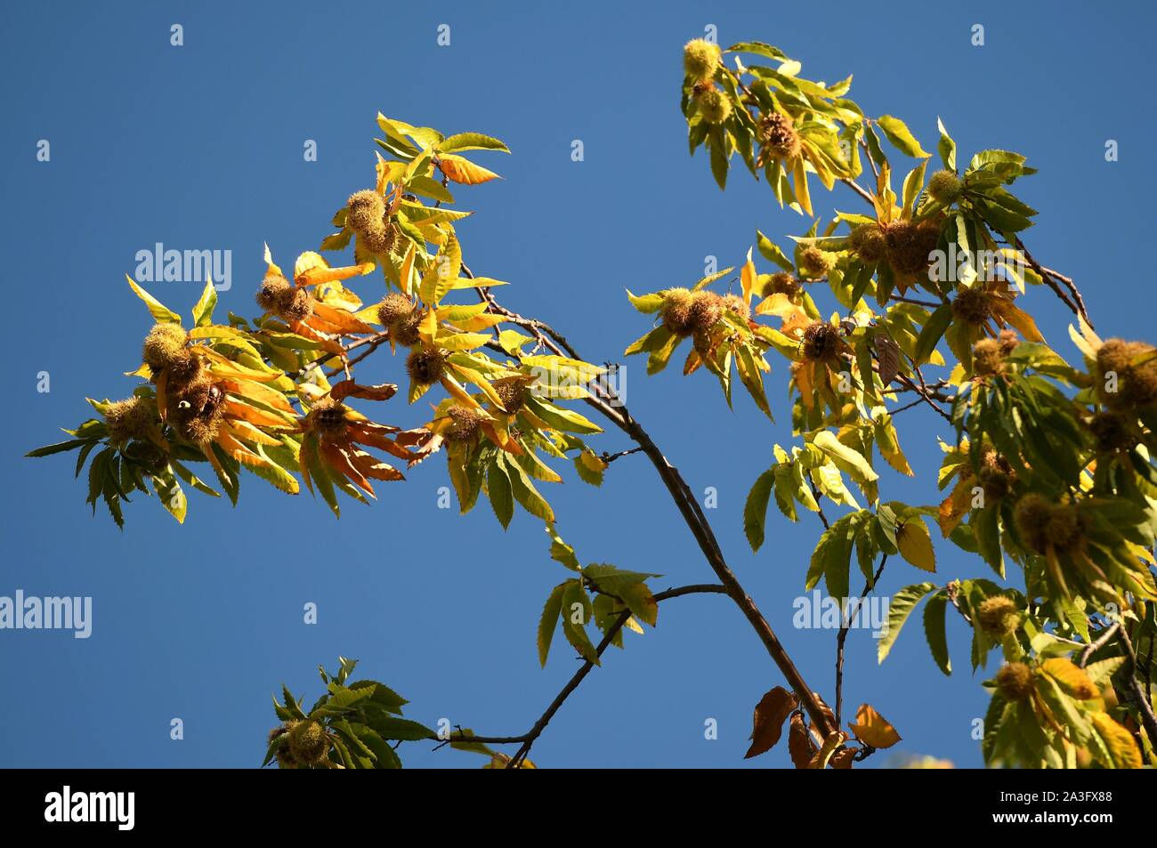curly and chestnut fruits in a forest on the Tuscan mountains. Italy ...