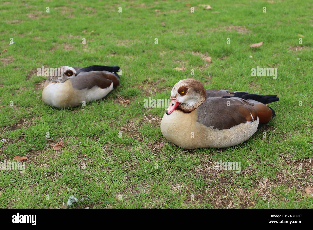 ducks sitting together Stock Photo - Alamy