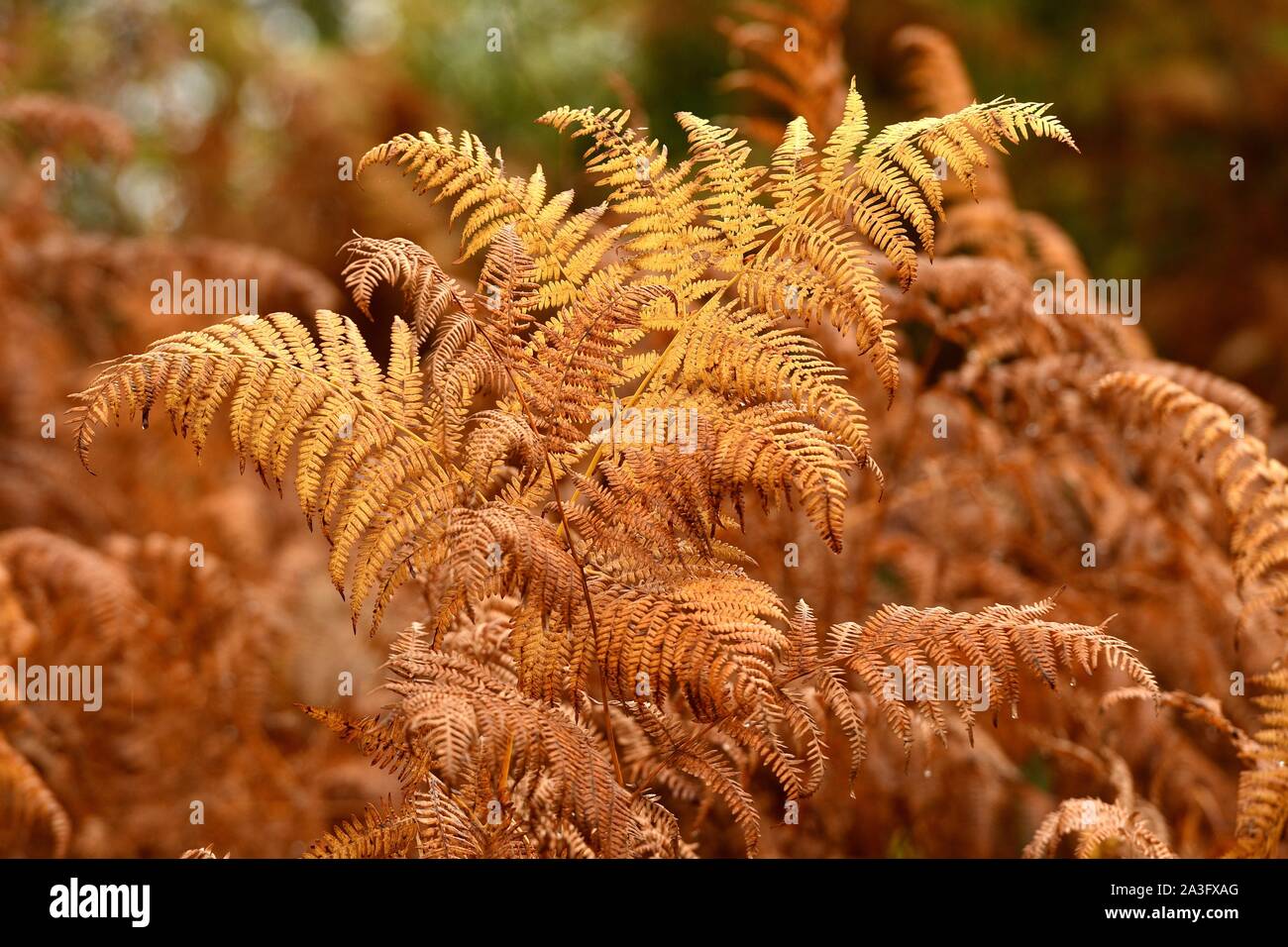 Dead fern plant in autumn in the forest hi-res stock photography and ...