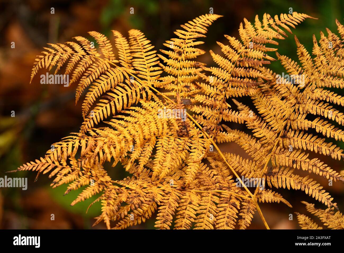 dry ferns in a forest during autumn season Stock Photo - Alamy