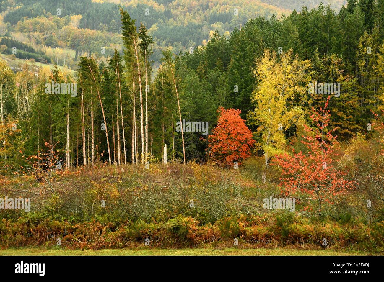 colorful autumn landscape in the forest on the Tuscan mountains in ...