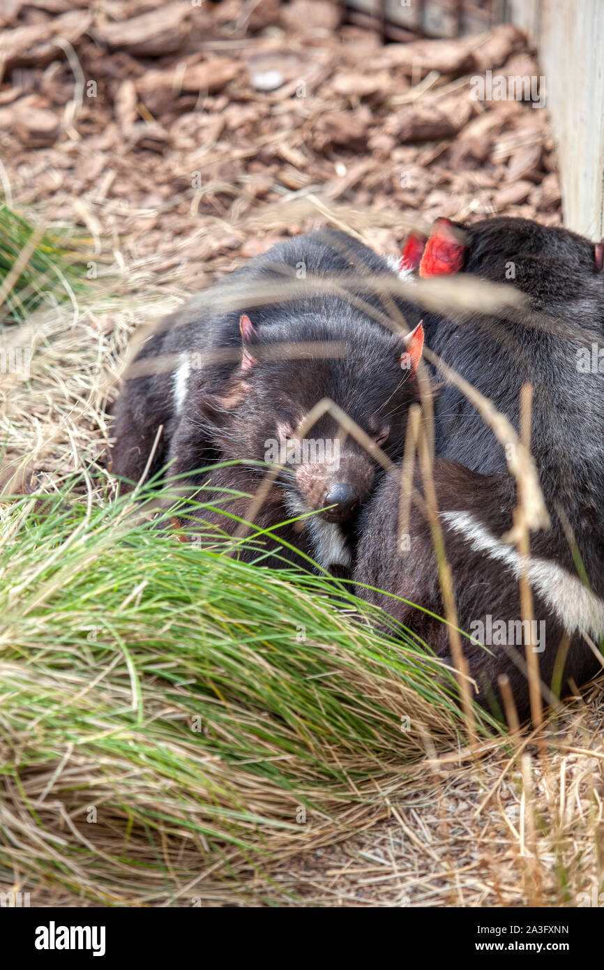 Tasmanian devil carnivorous marsupial of the family Dasyuridae Stock ...